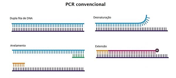 Técnica de PCR (Reação em Cadeia da Polimerase) – Consulte vida